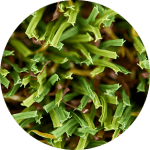 Synthetic Artificial Fake Grass & Turf For Pets Dogs: K9Grass