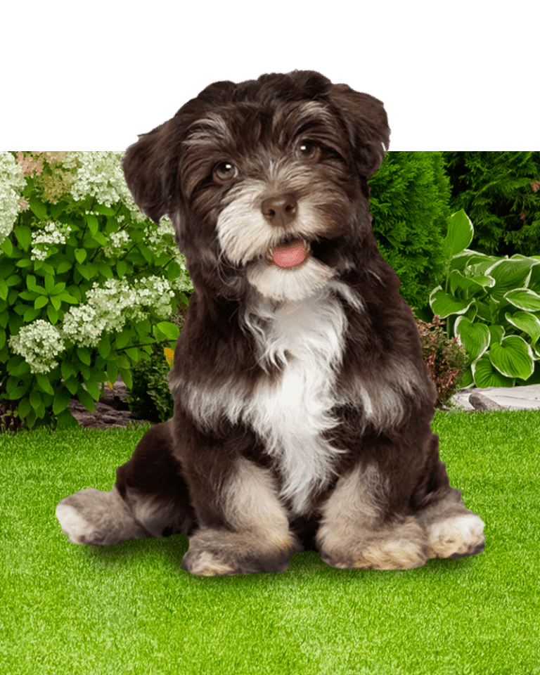 Synthetic Artificial Fake Grass & Turf For Pets Dogs: K9Grass