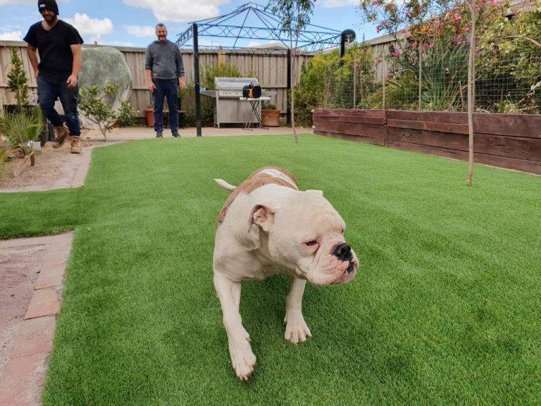 Synthetic Artificial Fake Grass & Turf For Pets Dogs: K9Grass